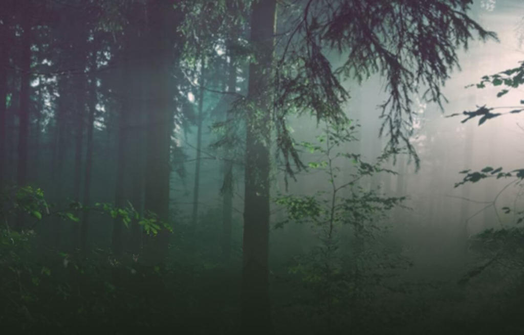 World Environment Day - let's protect and restore forests - Clinex